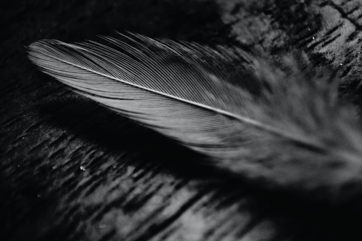 What Is The Meaning Of A Black Feather? – Calming Cosmos