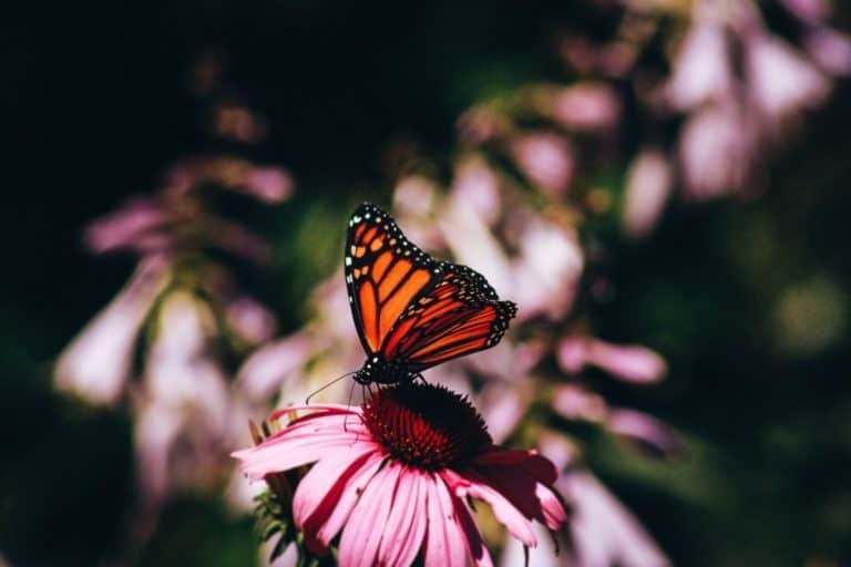 What Color Represents Change? – Calming Cosmos
