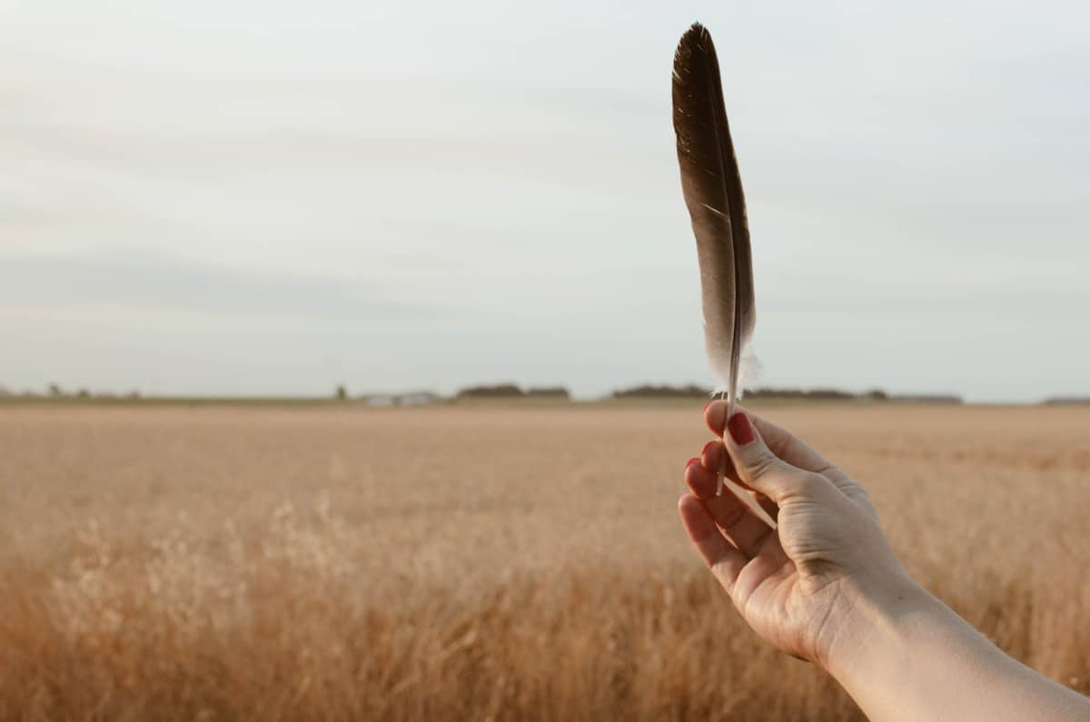What Is The Meaning Of A Grey Feather? – Calming Cosmos